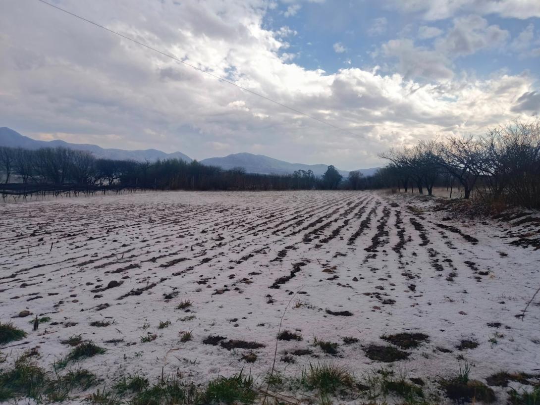 Granizo arrasó cultivos agrícolas en comunidades de Tarija - Prensa ...